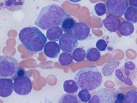 Hematogone maturation