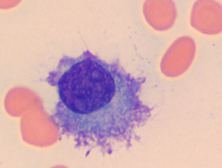 Flame cell